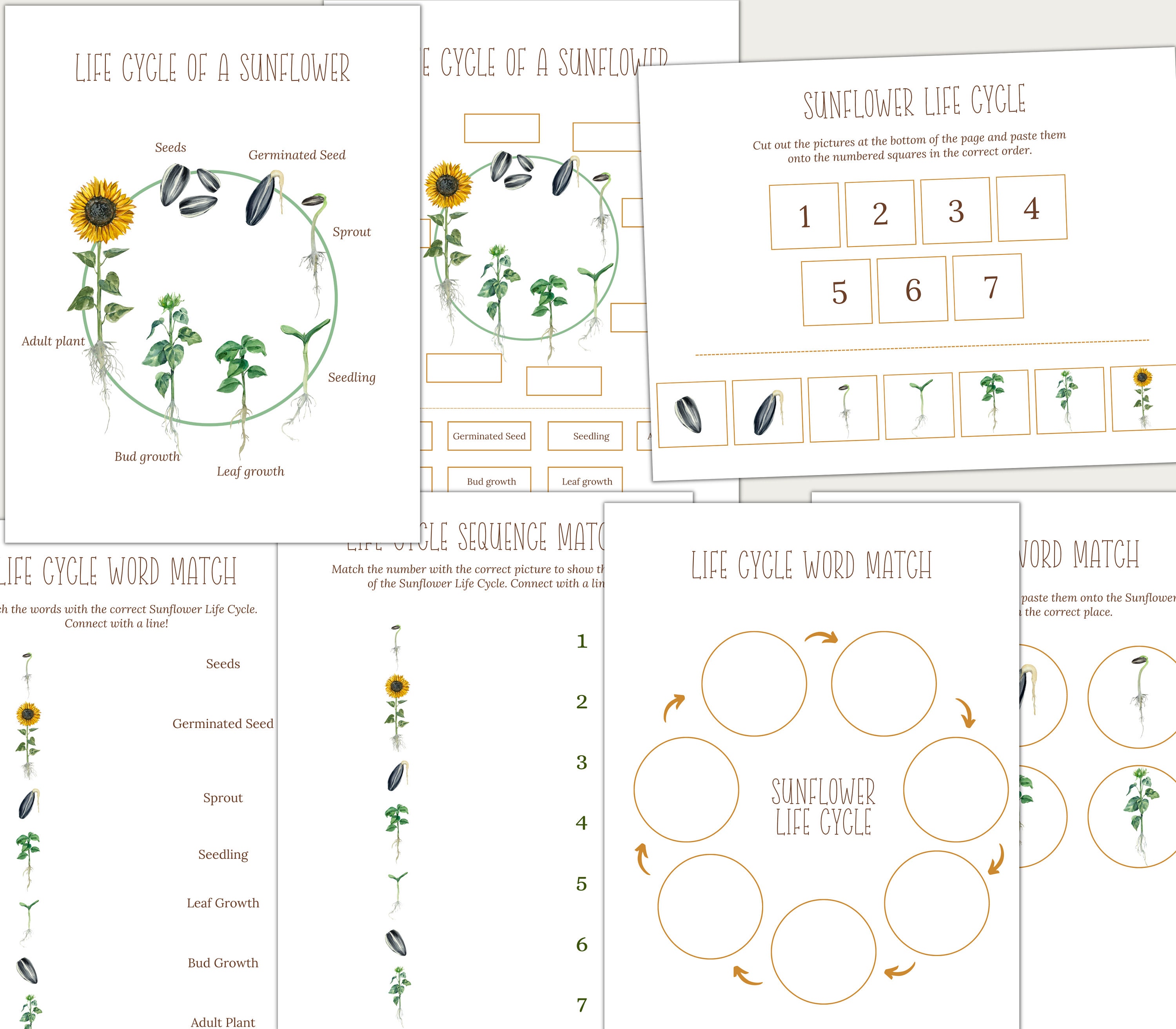 Sunflower Unit Study: Life Cycle, Anatomy, Homeschool Printable ...