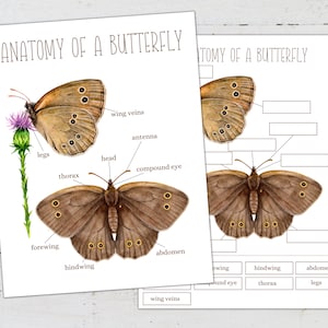 BUTTERFLY Anatomy, Poster + Labeling and Tracing Activities+ Fact Cards ...