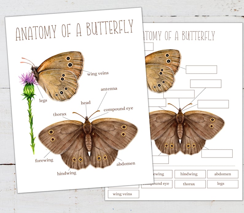 BUTTERFLY Anatomy Poster Labeling and Tracing Activities - Etsy