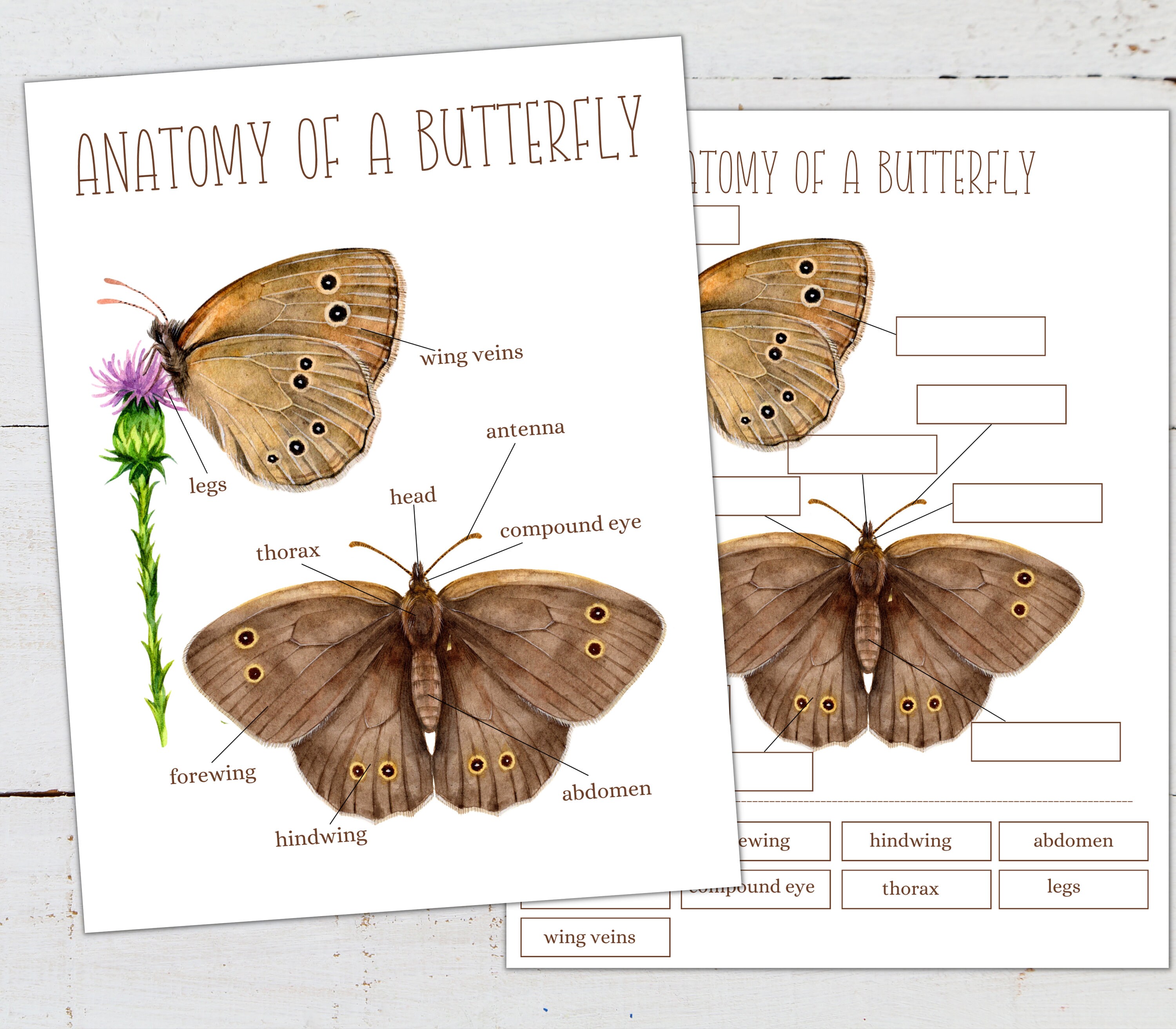 BUTTERFLY Anatomy Poster Labeling and Tracing Activities - Etsy