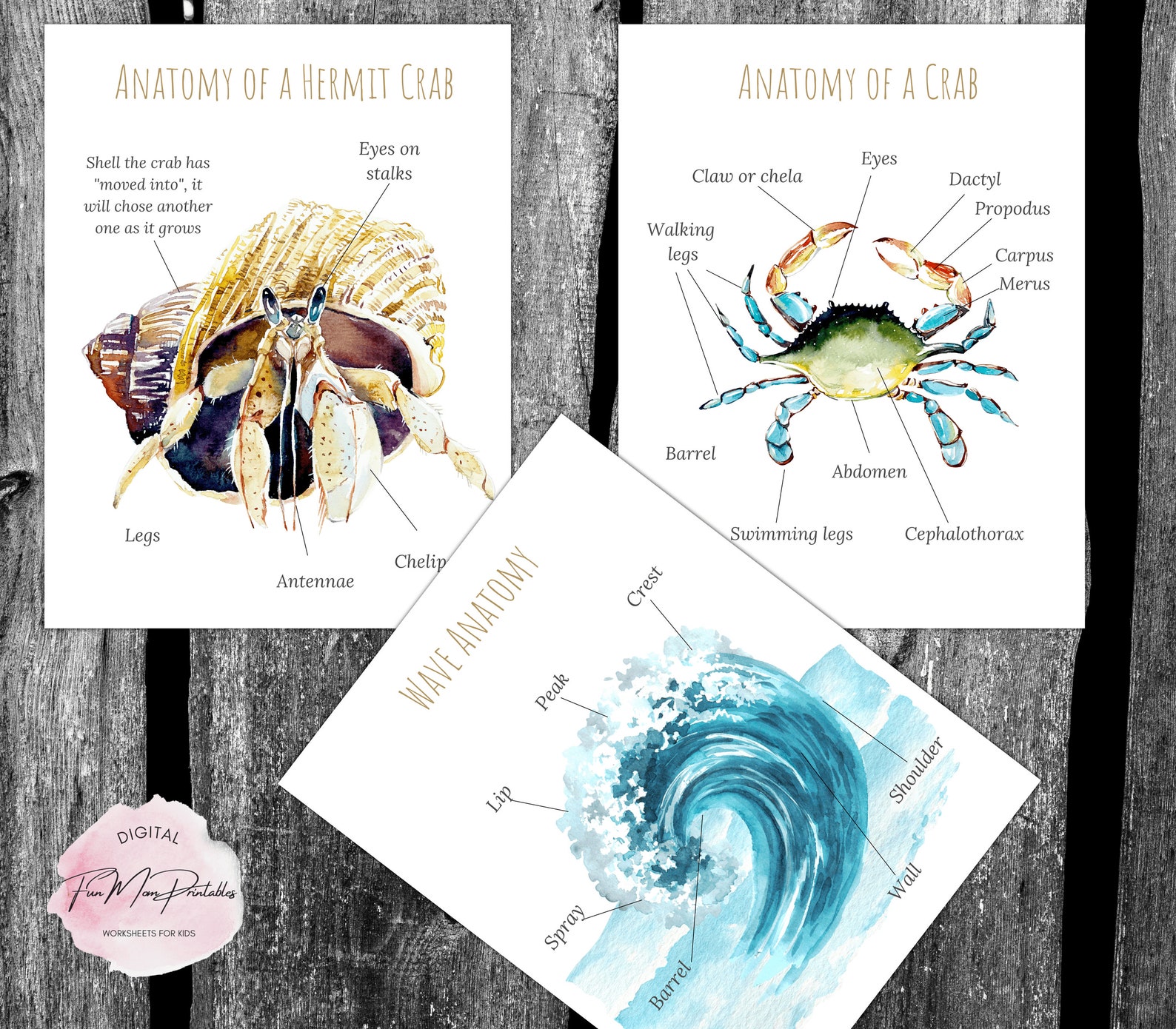 BEACH Unit Study Anatomy Nature Study Science Handwriting - Etsy