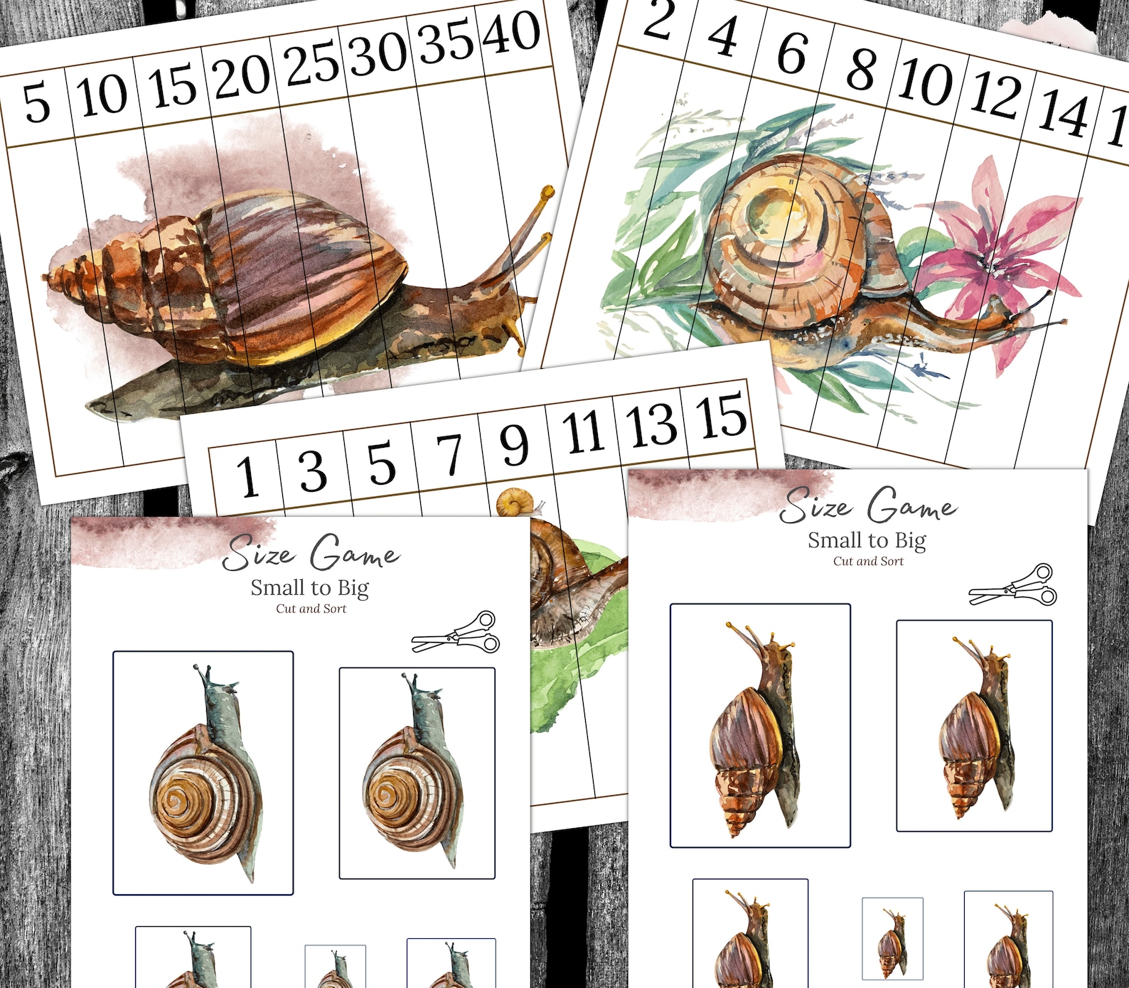 SNAIL Unit Study Life Cycle Anatomy Nature Study Science - Etsy