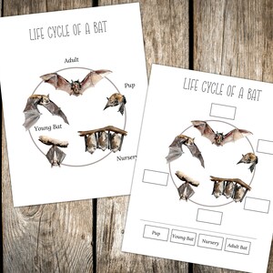 BAT Life Cycle Nature Study Homeschool Printable Instant - Etsy
