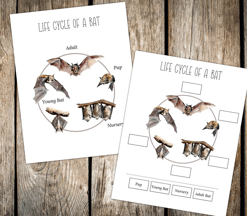 BAT Life Cycle Nature Study Homeschool Printable Instant - Etsy