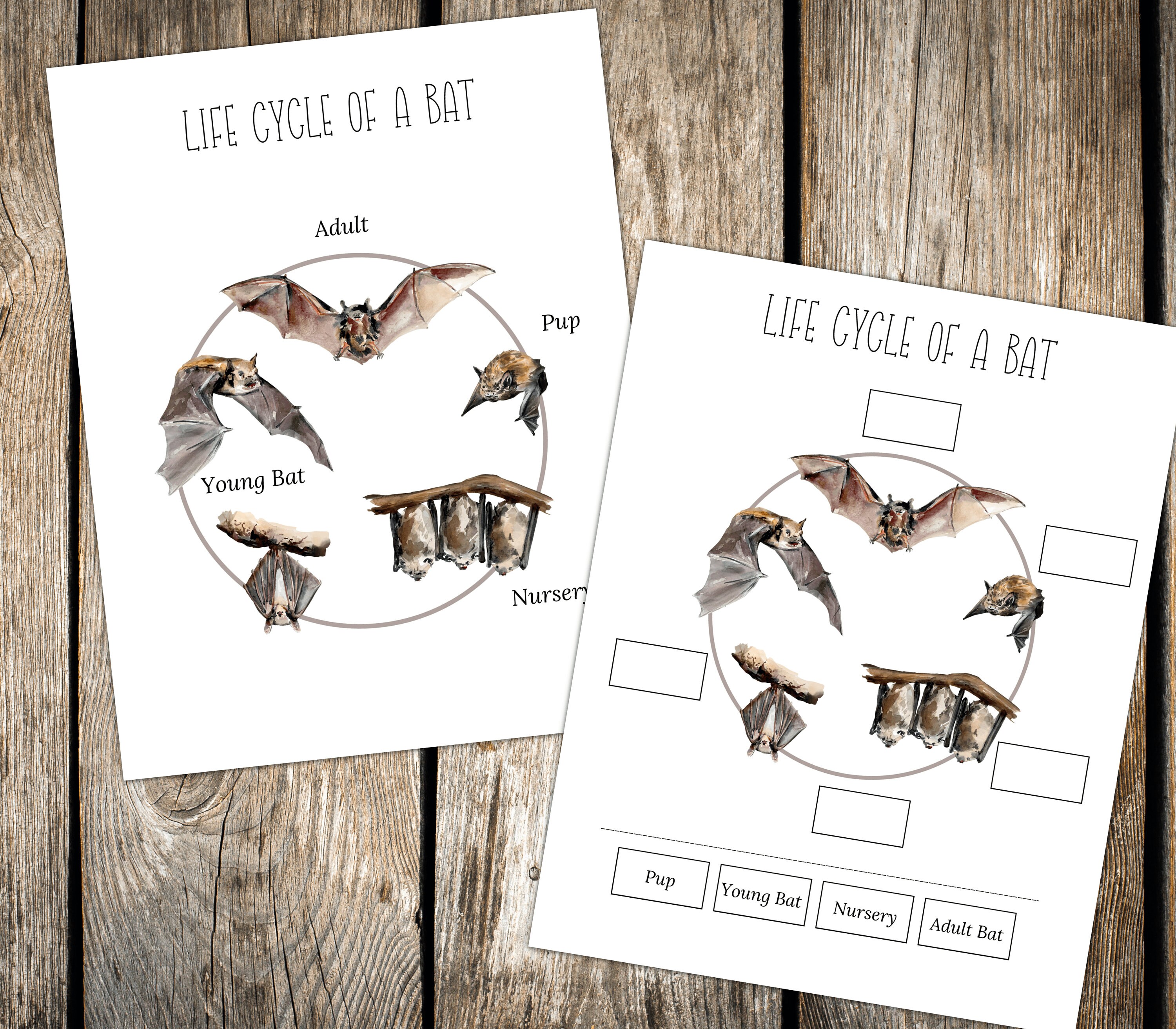 BAT Life Cycle Nature Study Homeschool Printable Instant - Etsy