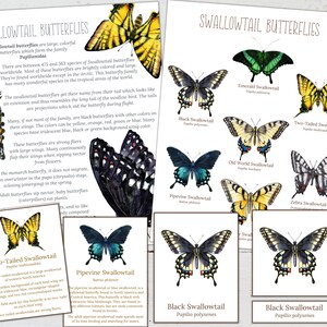 Swallowtail BUTTERFLY Unit Study, Life Cycle, Anatomy, Nature Study ...