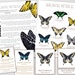 Swallowtail Butterfly Unit Study: Homeschool Nature Printable (instant ...