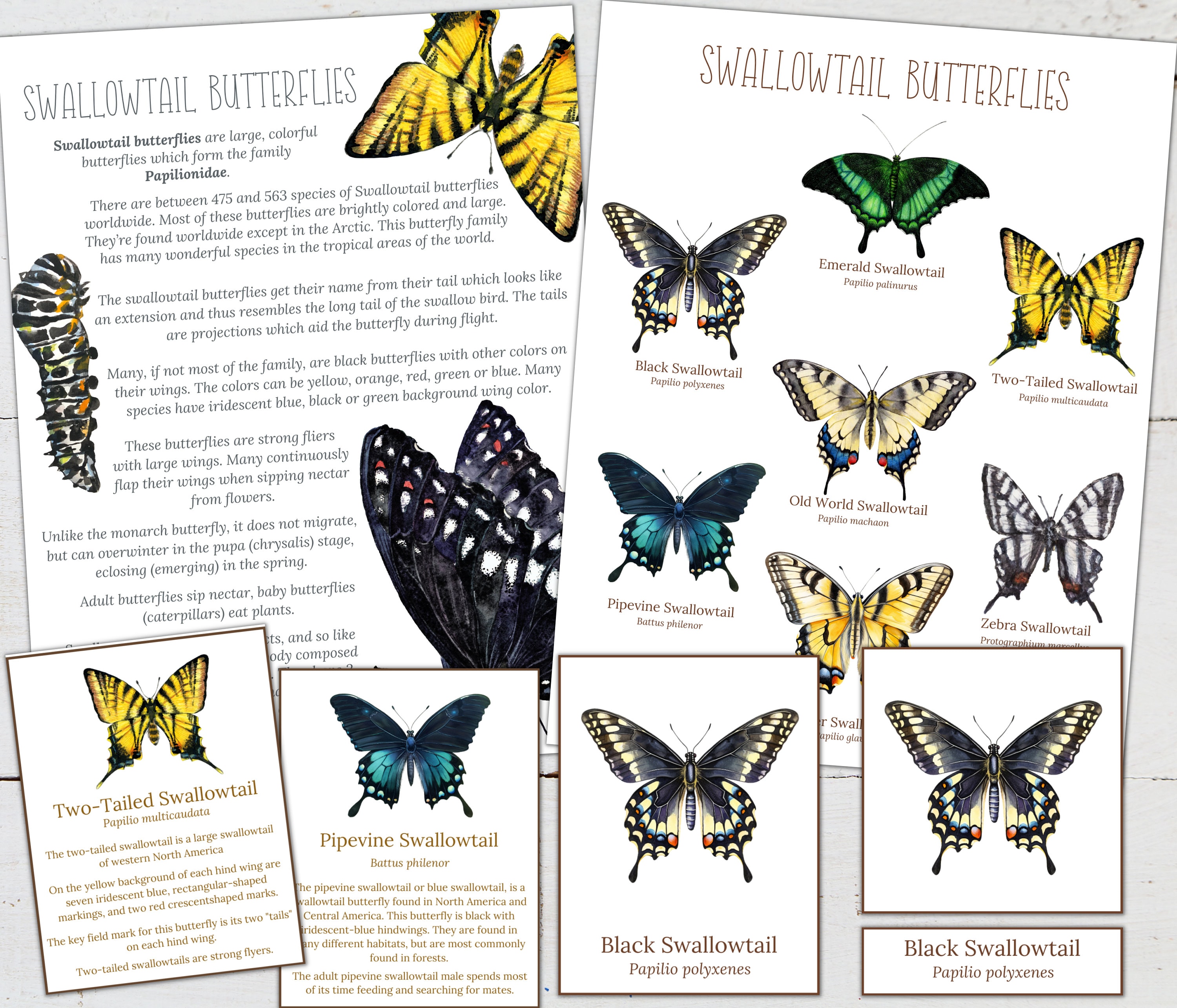 Swallowtail Butterfly Unit Study: Homeschool Nature Printable (instant ...