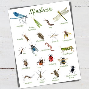 Minibeast 3 Part Cards and Miniposter, Bugs, Insects, Nature, Digital ...