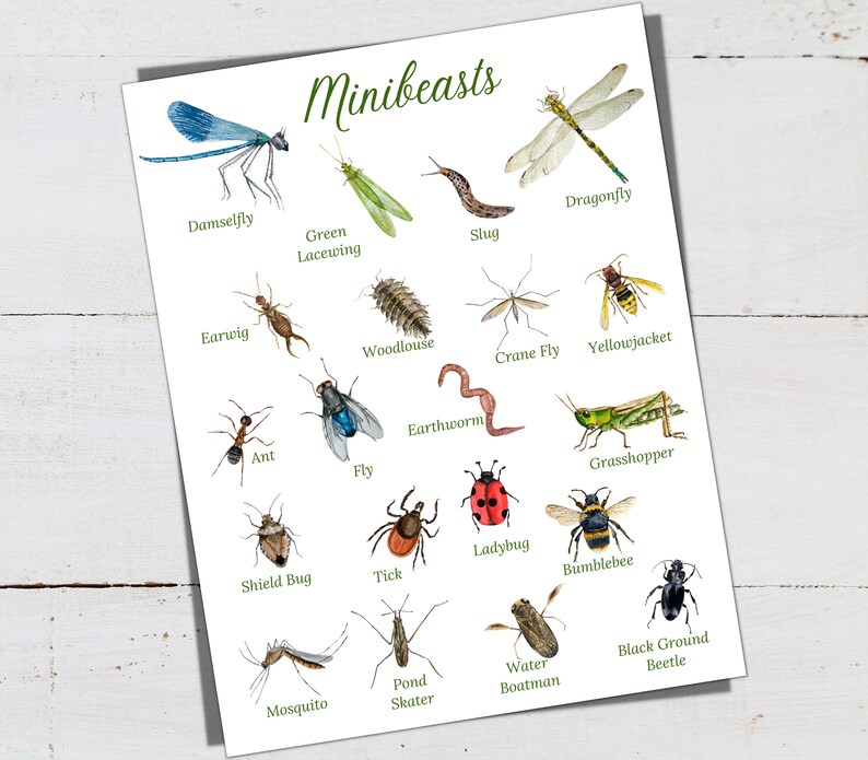 Minibeast 3 Part Cards and Miniposter Bugs Insects Nature - Etsy