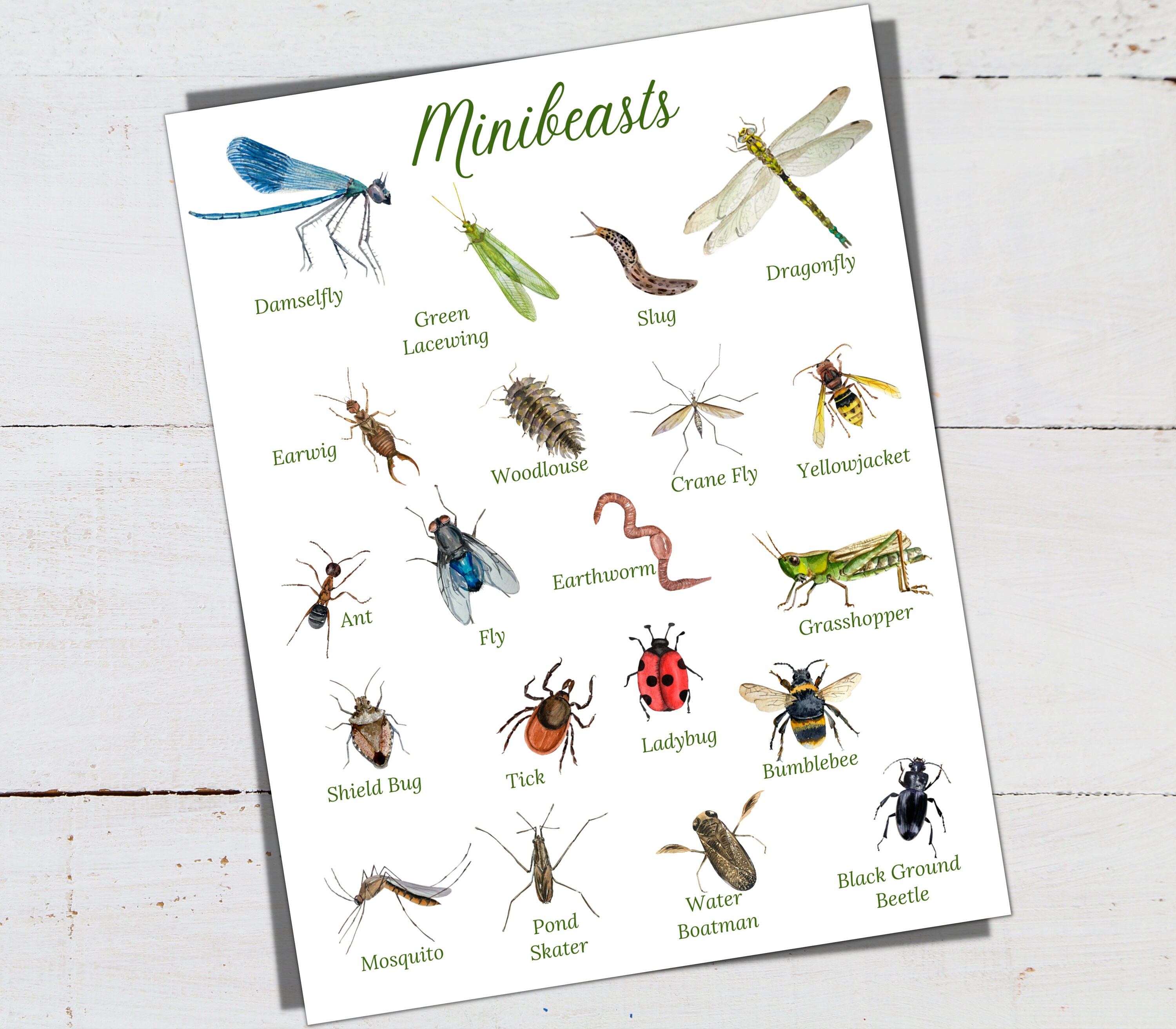 Minibeast 3 Part Cards and Miniposter Bugs Insects Nature - Etsy