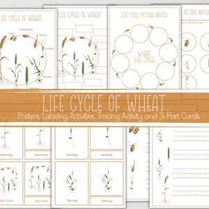 Wheat Unit Study, Life Cycle, Anatomy, Nature Study, Science ...