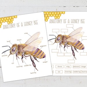 Bee Anatomy, Poster and Labeling Activity, Homeschool, Instant DOWNLOAD ...
