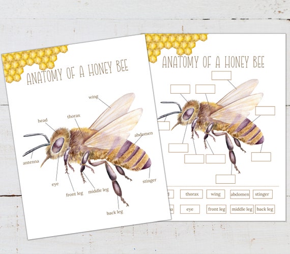 Póster De Anatomía De La Abeja Bee Anatomy Poster Etsy México