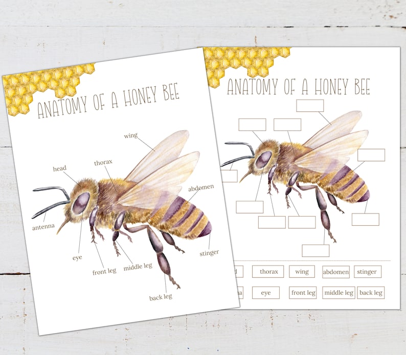Bee Anatomy Poster and Labeling Activity Homeschool Instant - Etsy