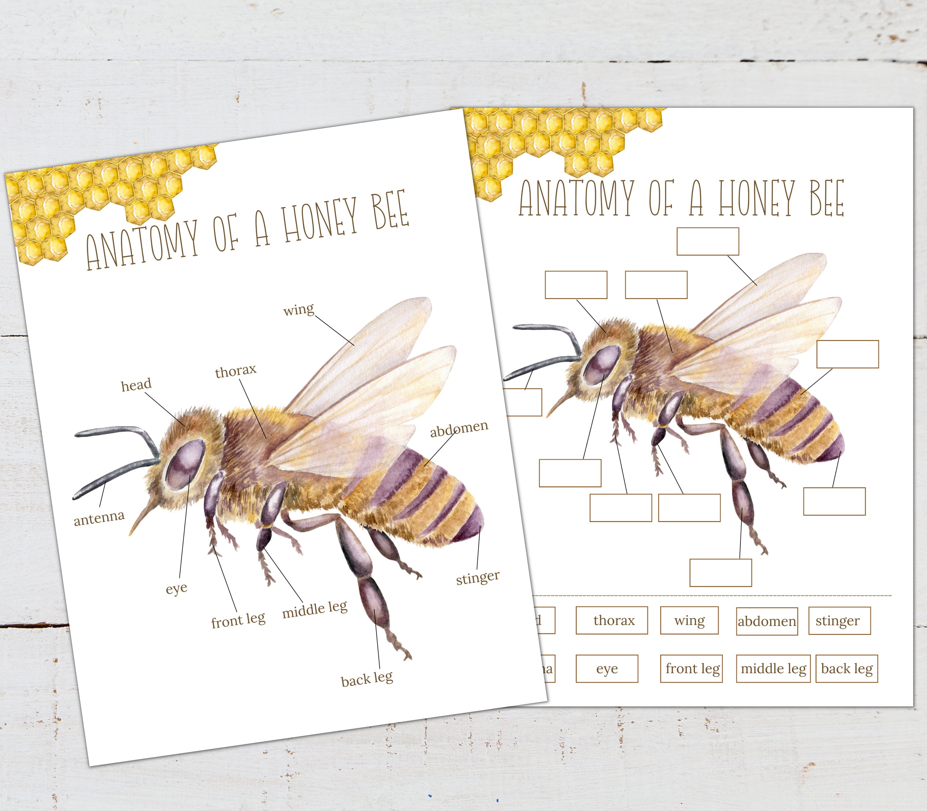 Bee Anatomy Poster and Labeling Activity Homeschool Instant - Etsy ...