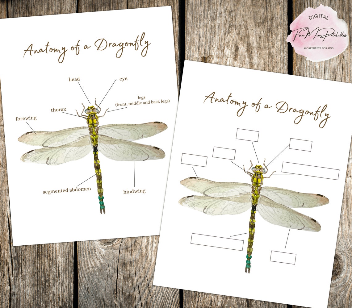 DRAGONFLY Unit Study Life Cycle Anatomy Nature Study - Etsy