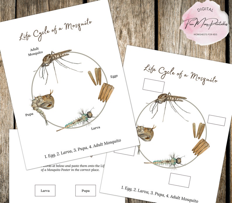 MOSQUITO Unit Study Life Cycle Anatomy Nature Study - Etsy