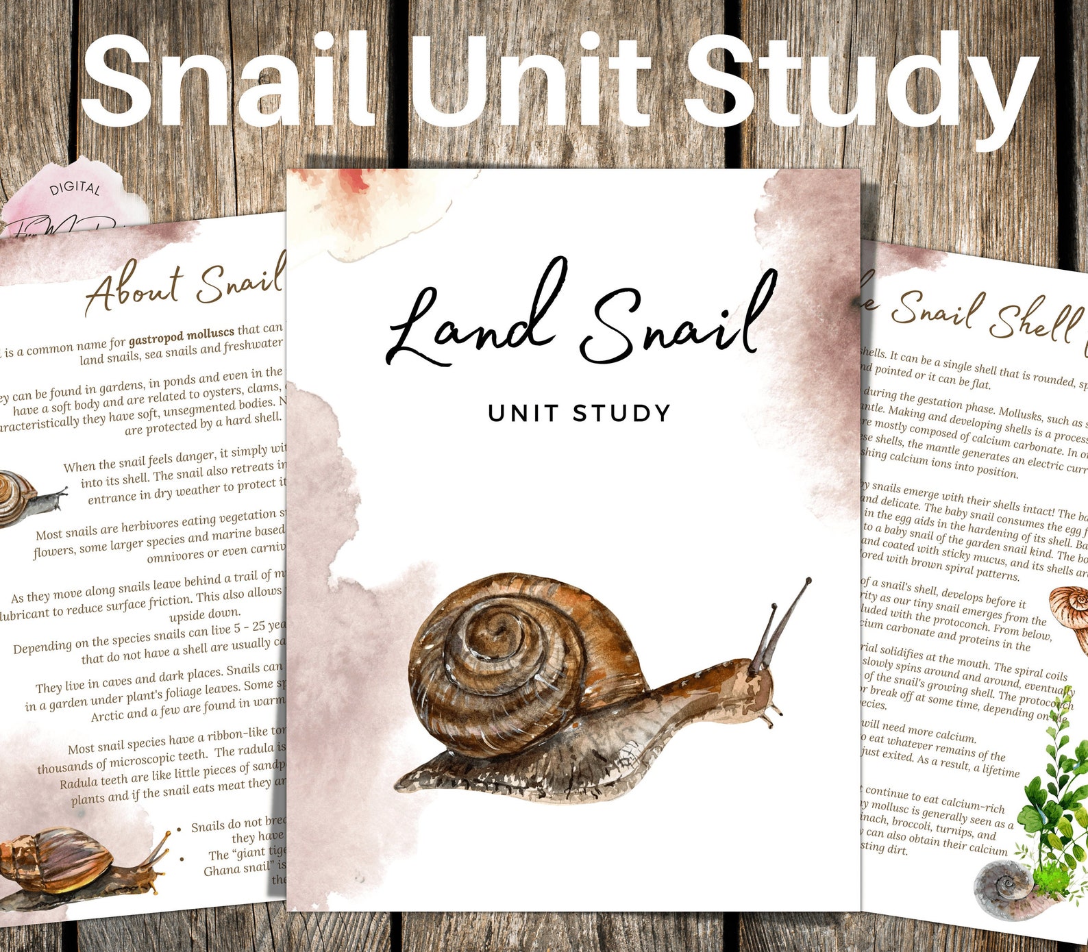 SNAIL Unit Study Life Cycle Anatomy Nature Study Science - Etsy