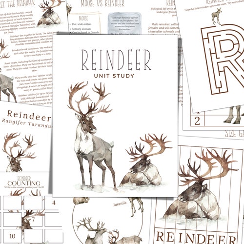 DEER Unit Study Life Cycle Anatomy Nature Study Science - Etsy