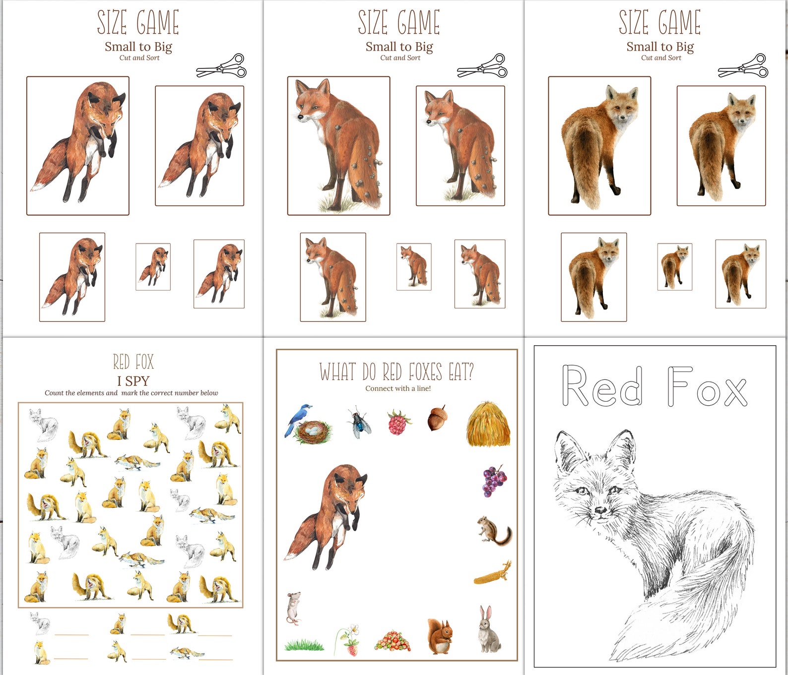 RED FOX Unit Study, Life Cycle, Anatomy, Nature Study, Science ...