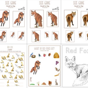Red Fox Unit Study: Life Cycle, Anatomy, Homeschool Printable (instant ...