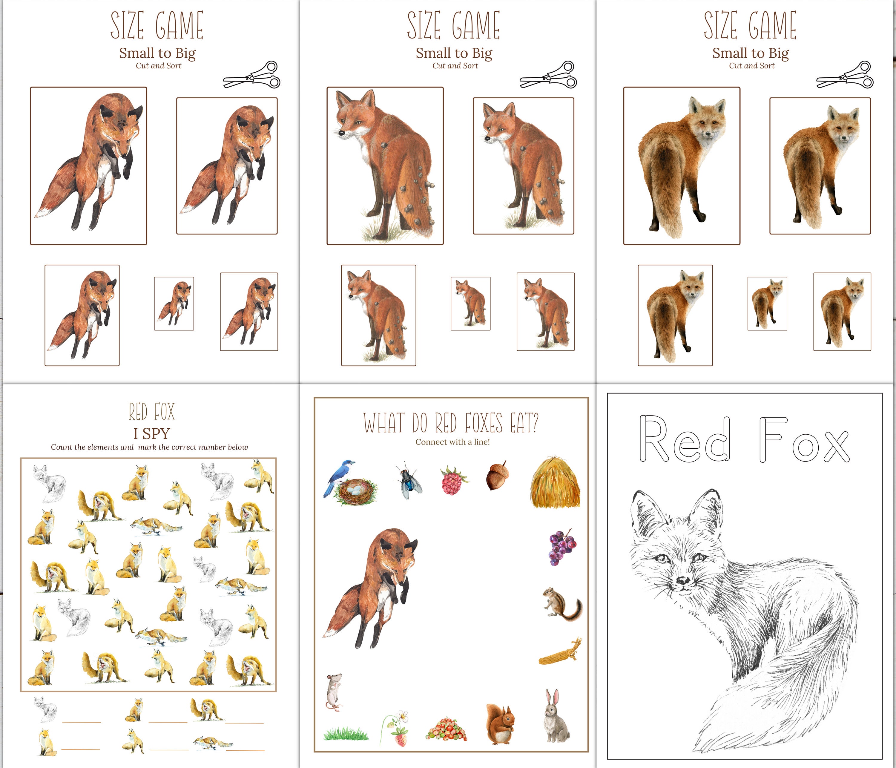 Red Fox Unit Study: Life Cycle, Anatomy, Homeschool Printable (instant ...