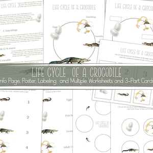 CROCODILE Unit Study, Life Cycle, Anatomy, Nature Study, Science ...