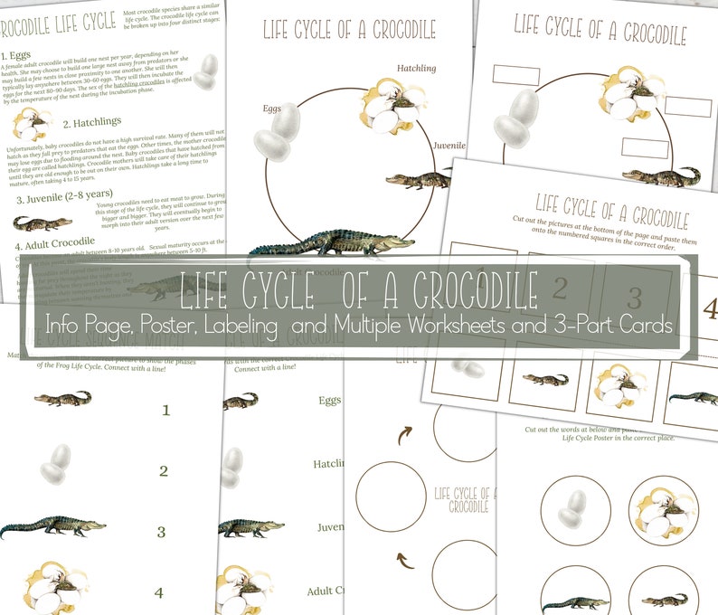 Crocodile Unit Study: Homeschool Science Printable (instant Download ...
