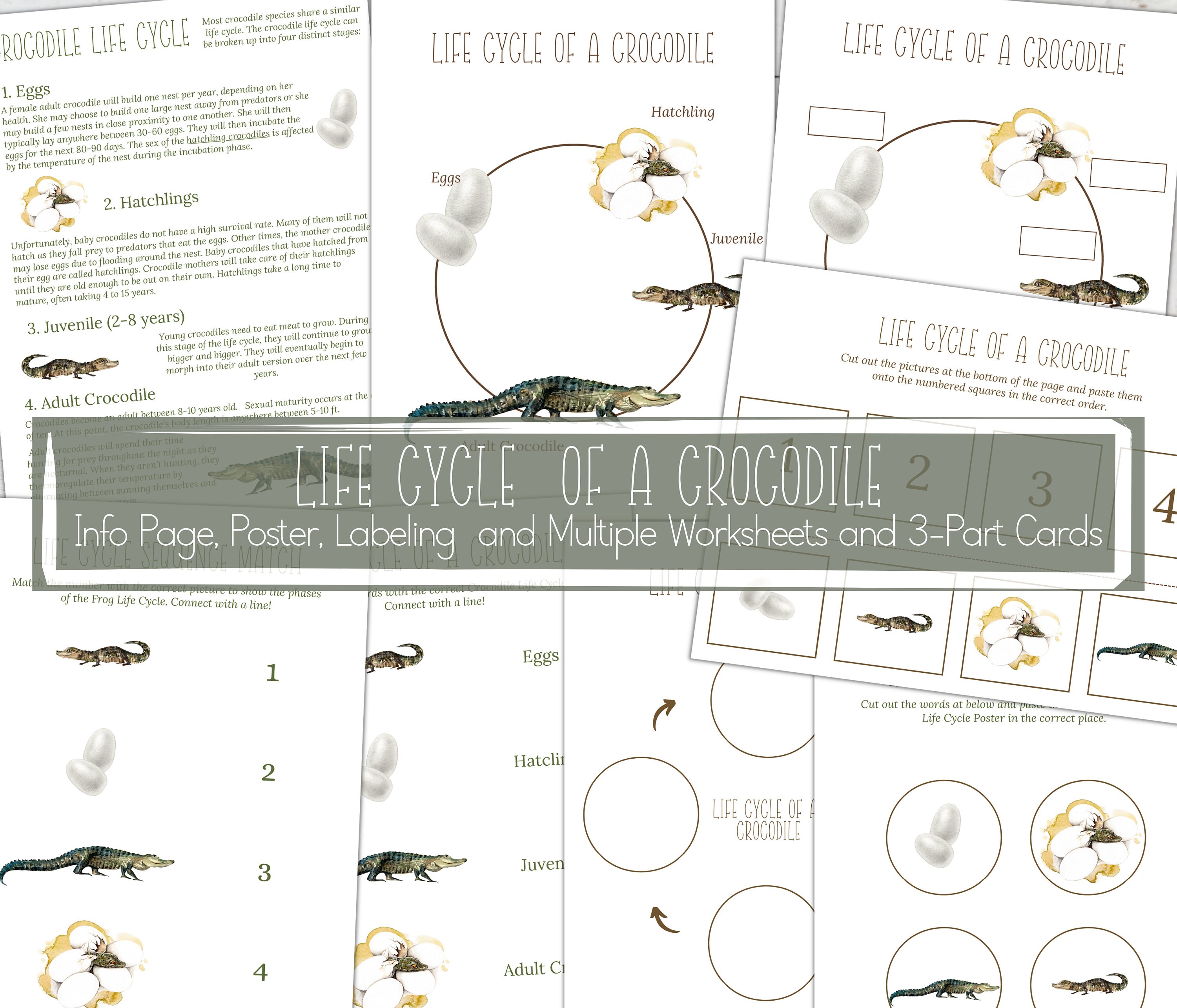 Crocodile Unit Study: Homeschool Science Printable (instant Download ...