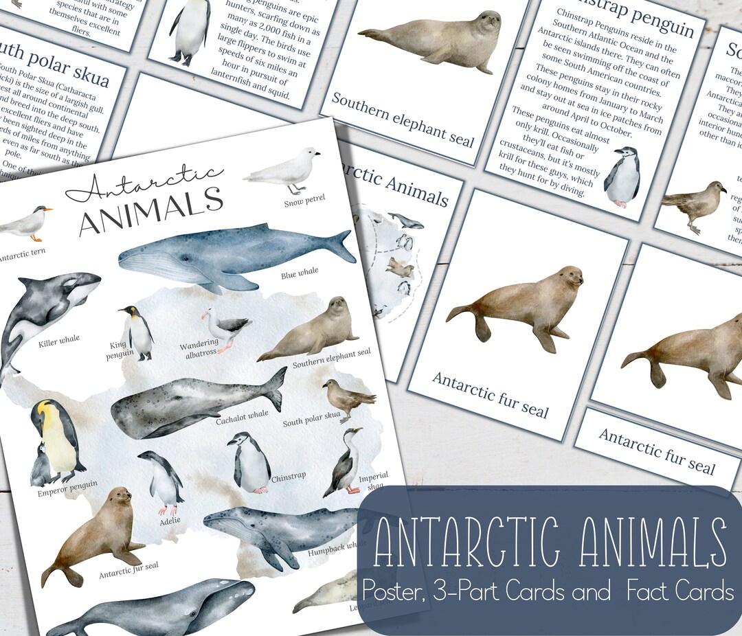 Antarctic Animals Fact Cards, 3 Part Cards and Mini Poster, Nature ...