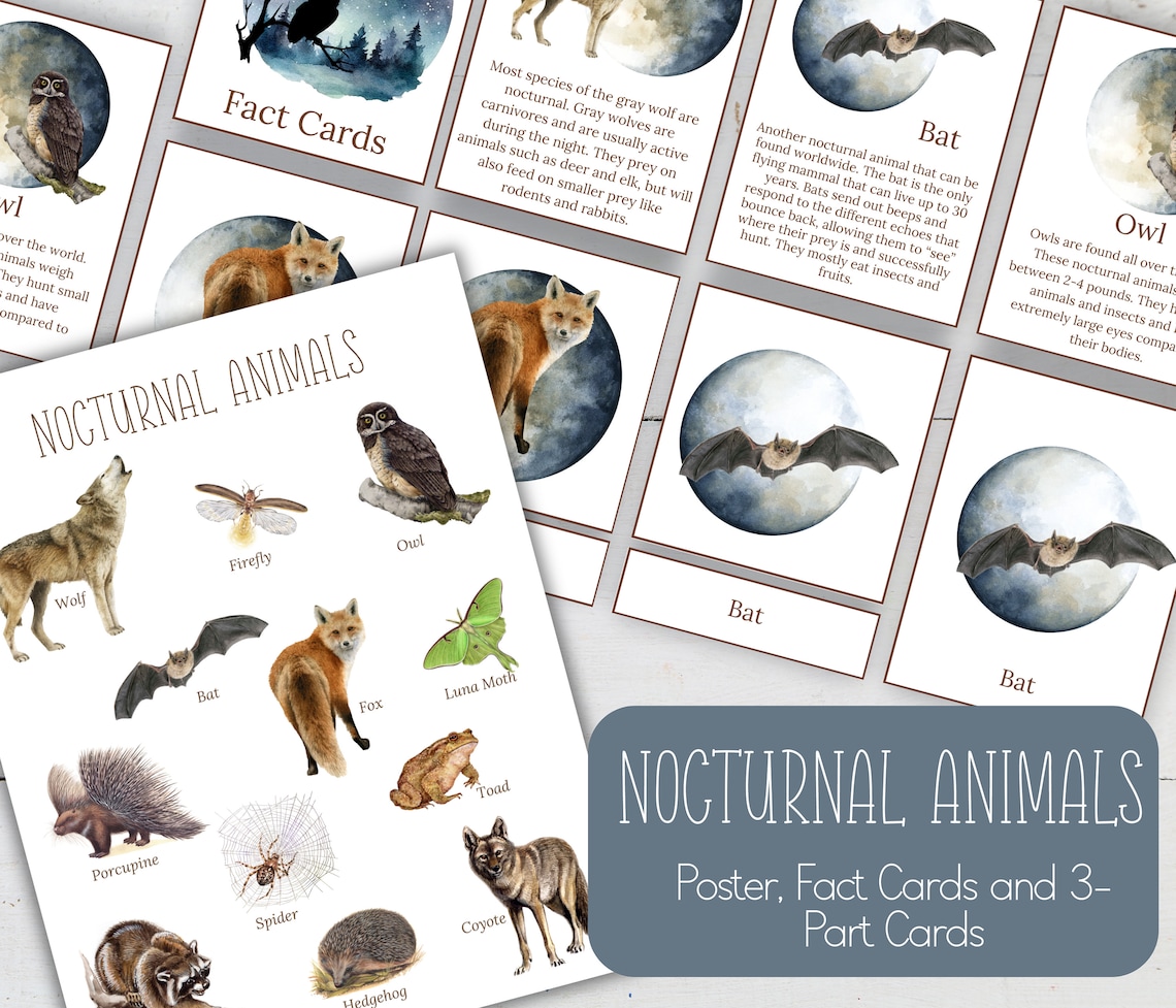 Nocturnal Animals Unit Study: Anatomy, Life Cycle, & Handwriting ...