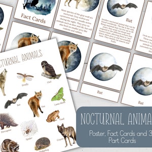 Nocturnal Animals Unit Study: Anatomy, Life Cycle, & Handwriting ...