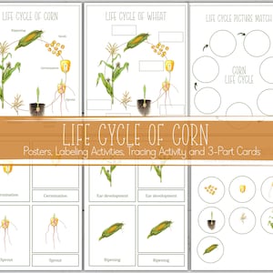 Corn Unit Study: Life Cycle, Anatomy, Homeschool Printable (instant ...