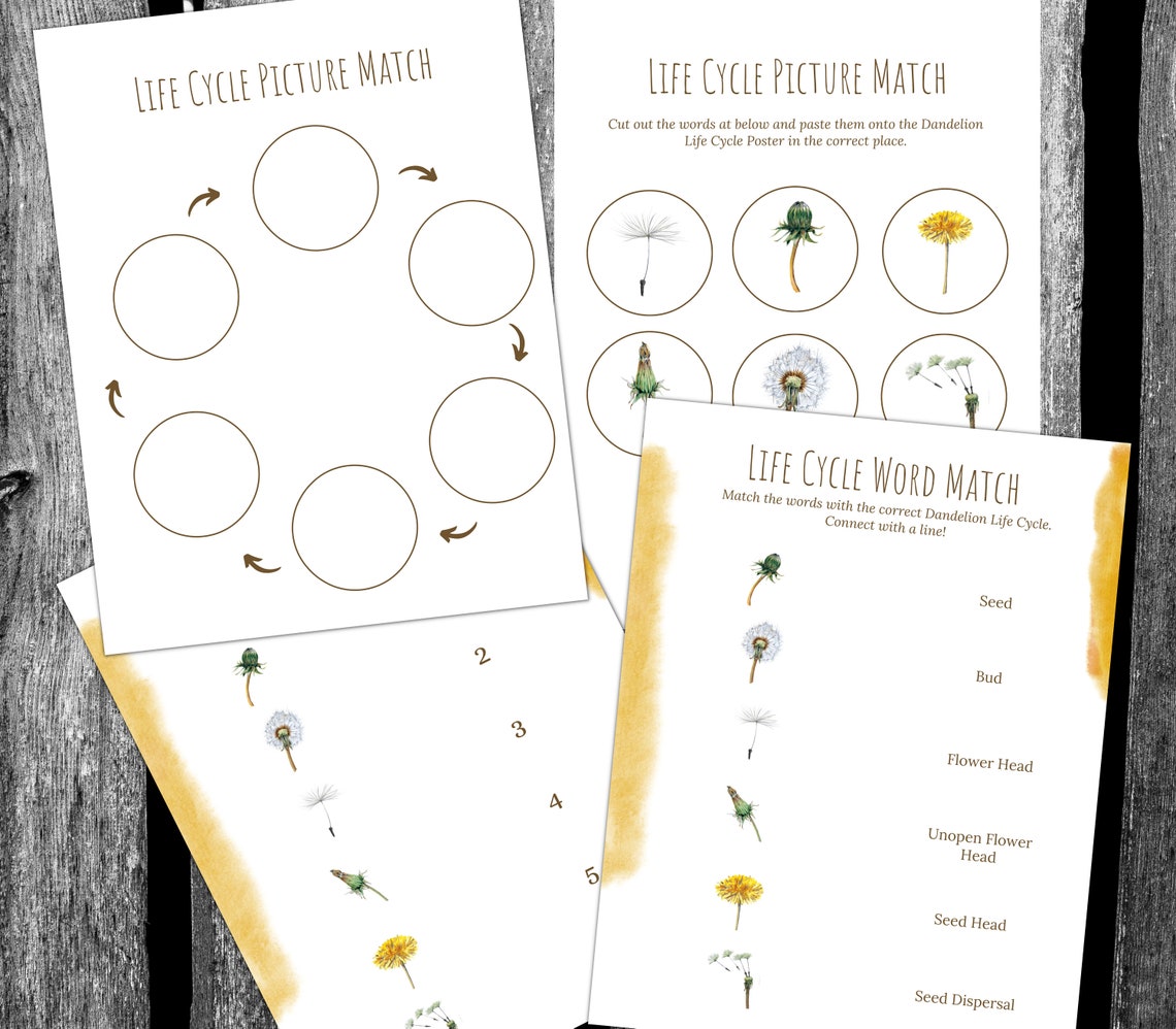 DANDELION Unit Study Life Cycle Anatomy Nature Study - Etsy