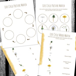 DANDELION Unit Study Life Cycle Anatomy Nature Study - Etsy