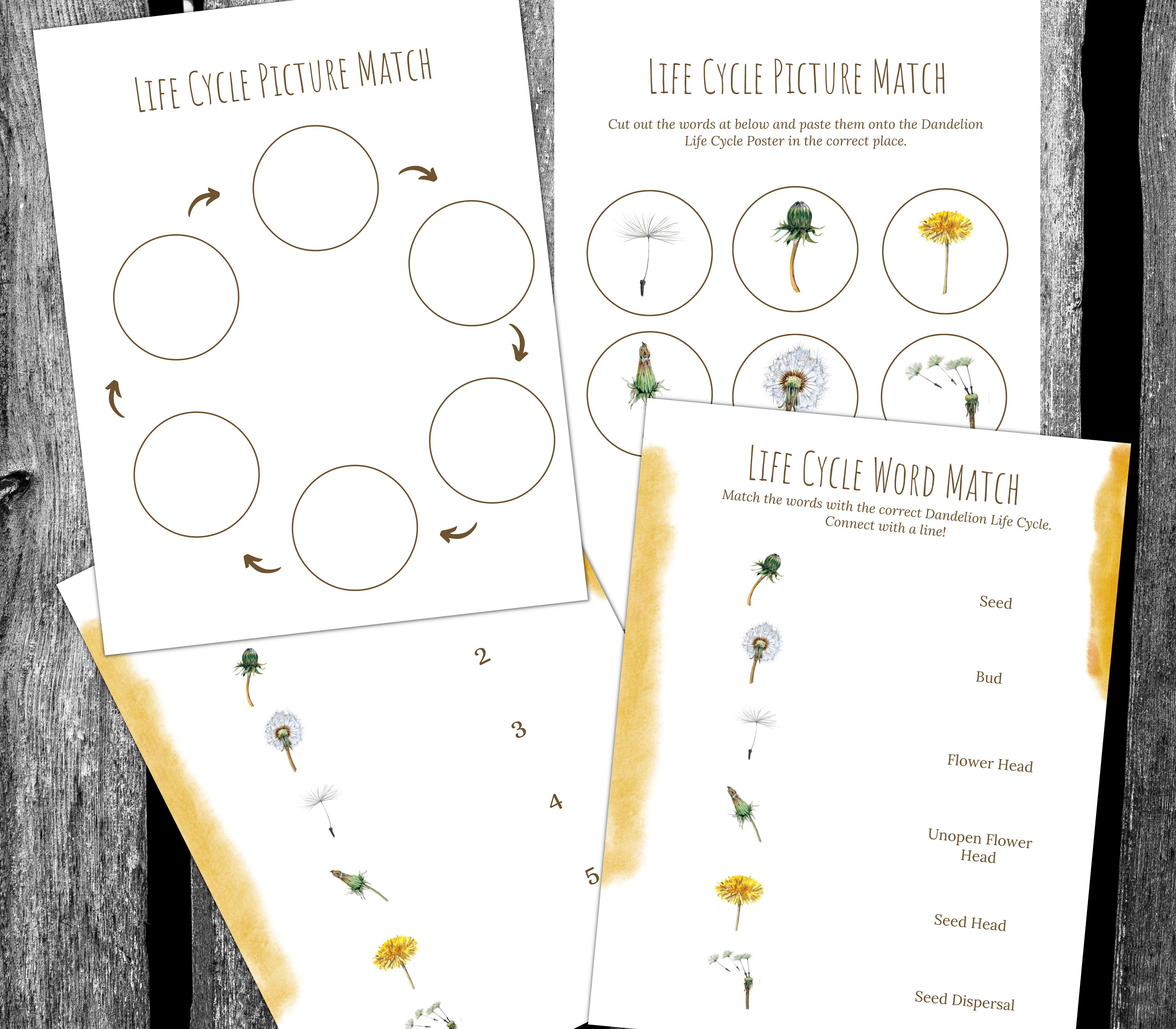 DANDELION Unit Study Life Cycle Anatomy Nature Study - Etsy Australia
