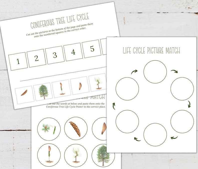 CONIFEROUS TREE Life Cycle, Nature Study, Homeschool Printable, Instant ...