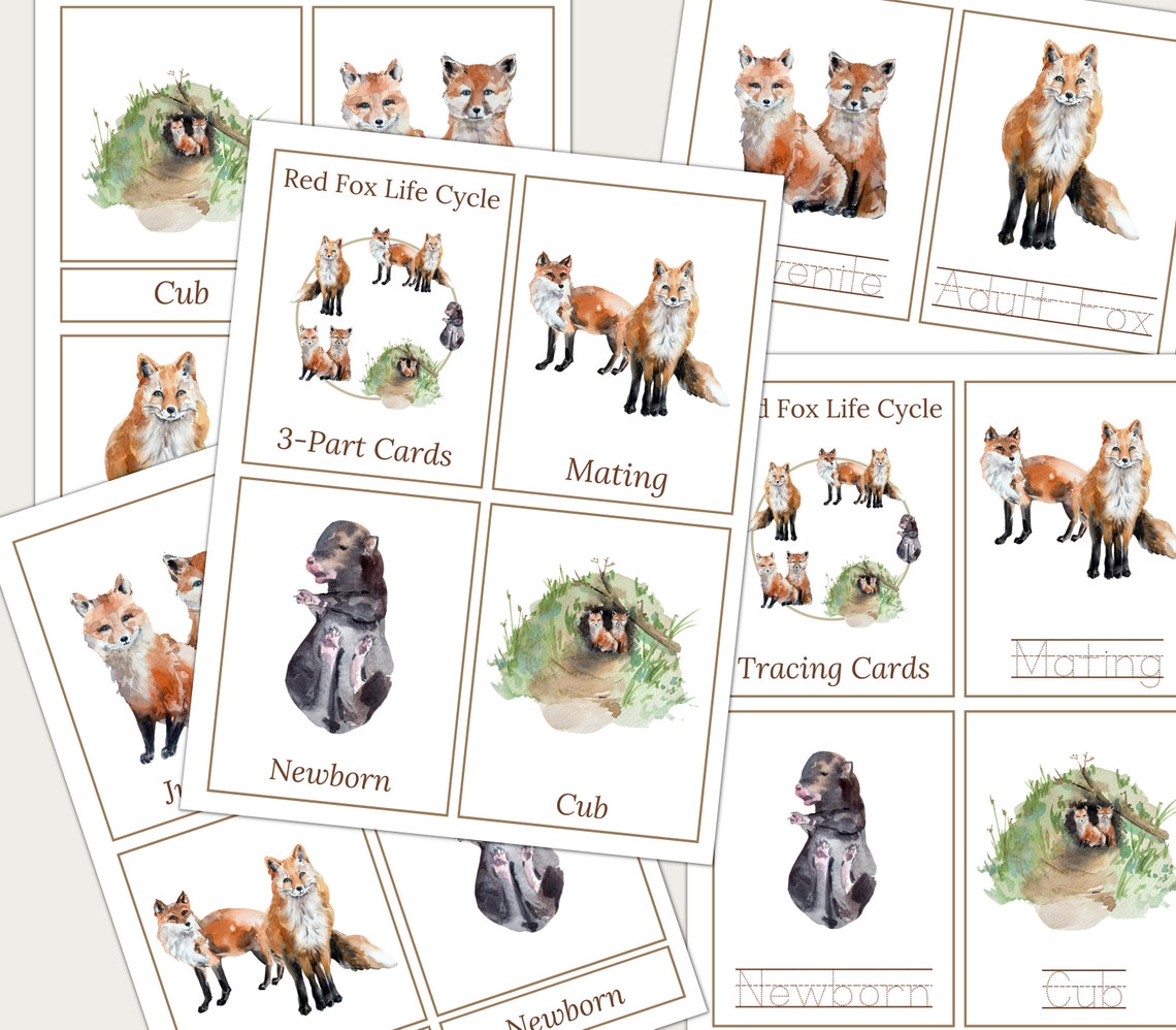 RED FOX Unit Study Life Cycle Anatomy Nature Study - Etsy Australia