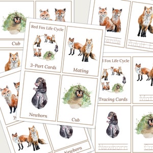 RED FOX Unit Study Life Cycle Anatomy Nature Study - Etsy