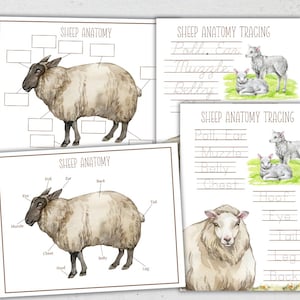 Sheep Unit Study: Life Cycle, Anatomy, Farm Activities (homeschool ...