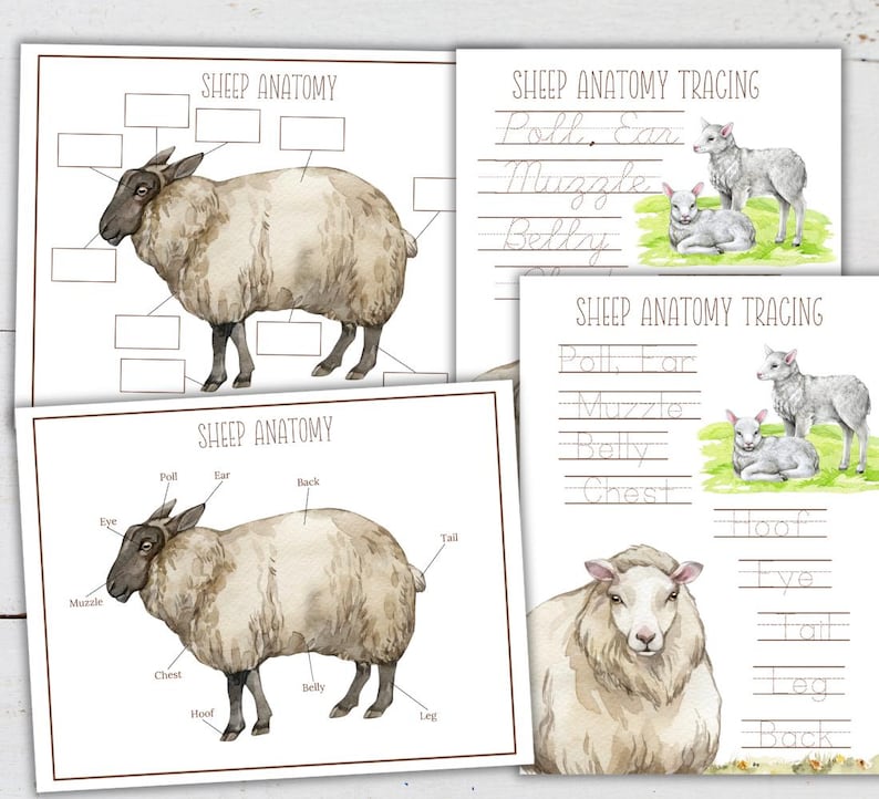 Sheep Unit Study: Life Cycle, Anatomy, Farm Activities (homeschool ...