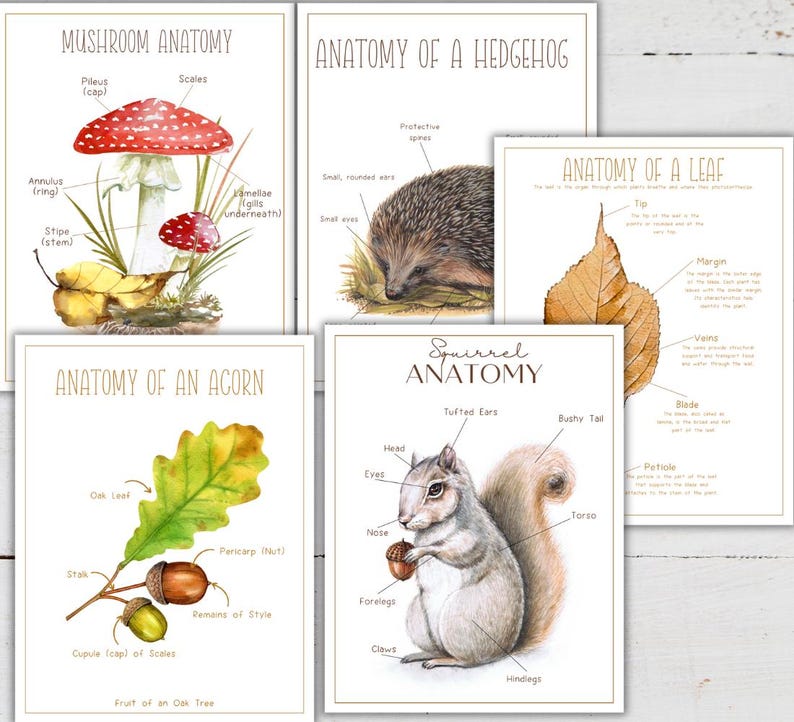Autumn in the Forest Unit Study: Nature Study and Activities, Instant ...