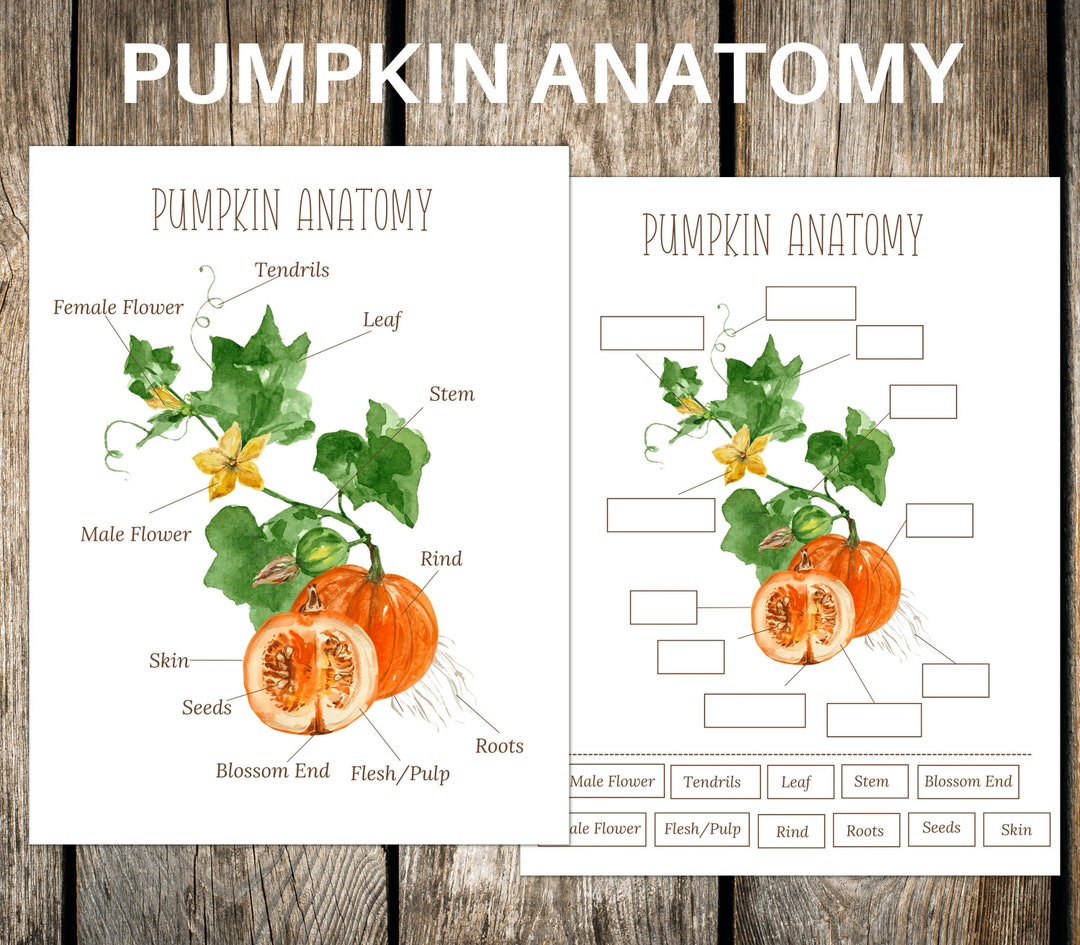 PUMPKIN Anatomy, Poster and Labeling Activity, Homeschool, Instant ...