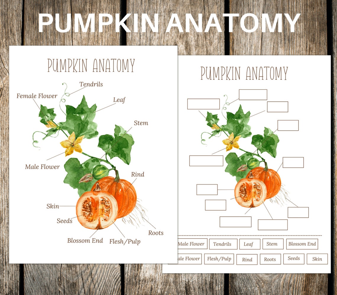 PUMPKIN Anatomy Poster and Labeling Activity Homeschool - Etsy
