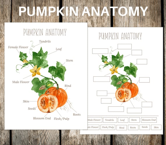 PUMPKIN Anatomy Poster and Labeling Activity Homeschool - Etsy