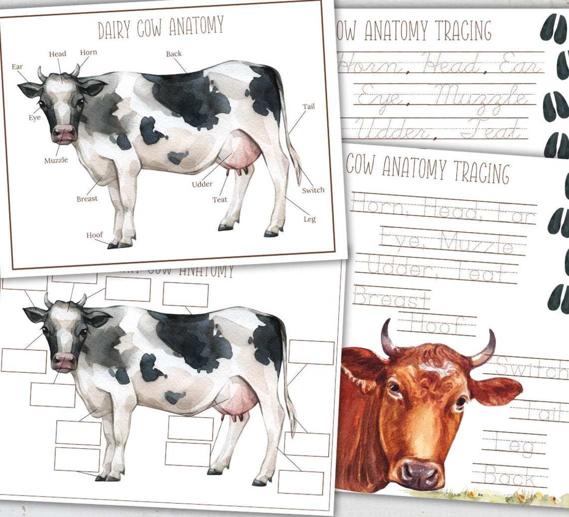 Cows Unit Study: Cattle Life Cycle, Anatomy (homeschool Printable) - Etsy
