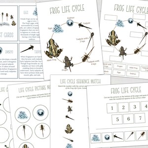 Amphibians Unit Study: Life Cycle, Anatomy, Homeschool Printable ...