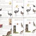 World Animals Unit Study Bundle: Australian, African, Antarctic ...