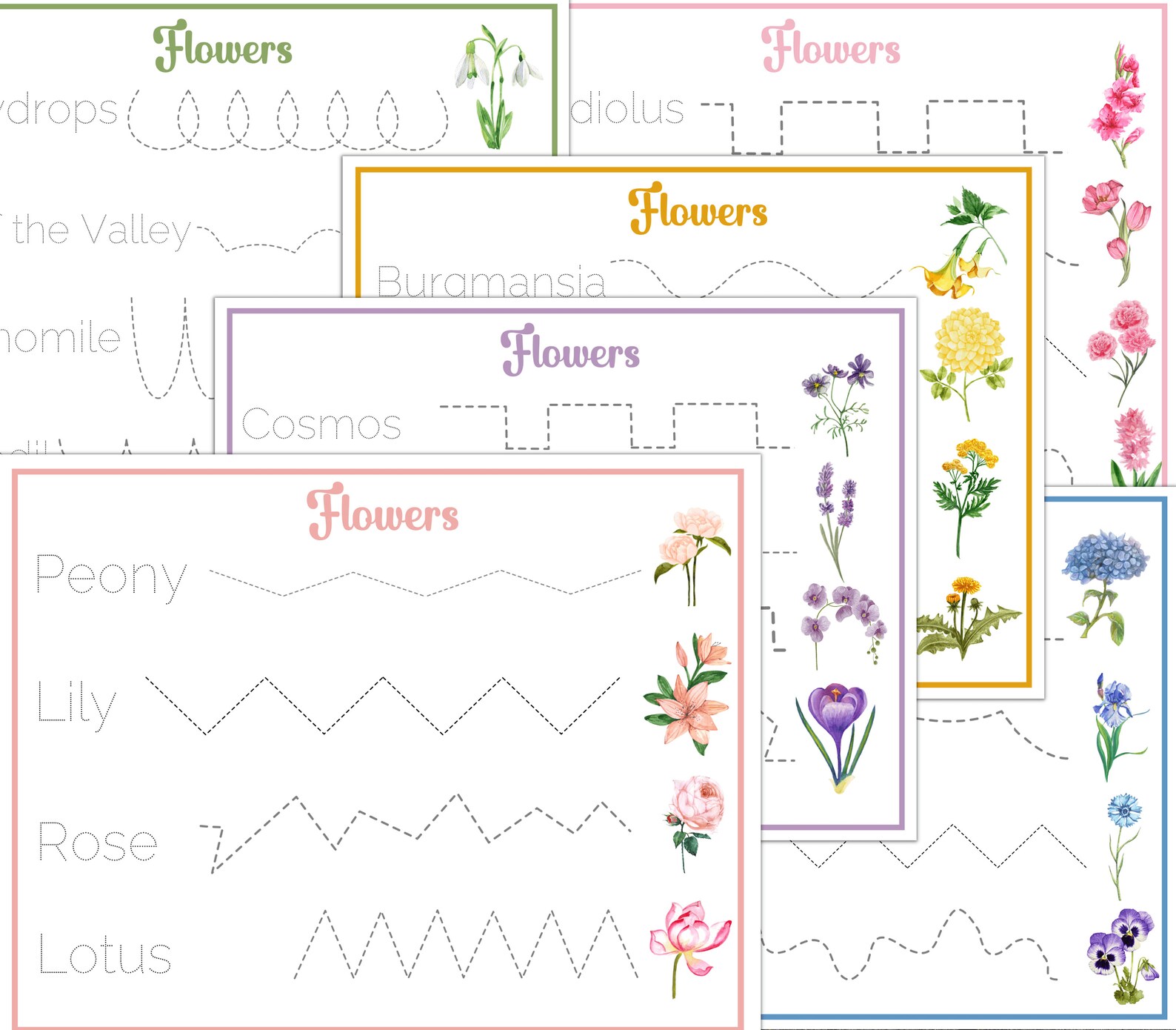 FLOWERS Mini Study Unit Life Cycle Anatomy Science - Etsy